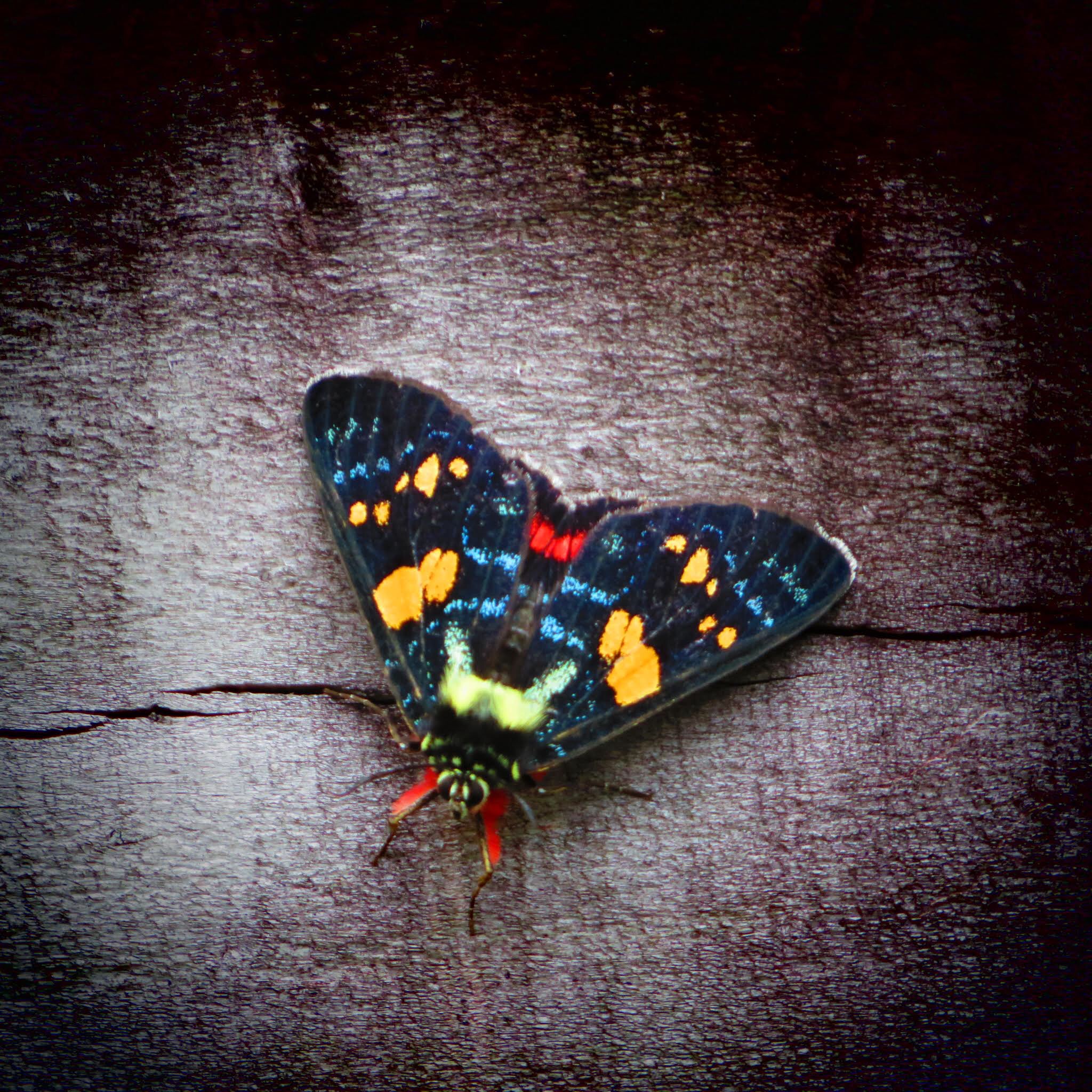 © Michelle Cop – Breaking Glass Magazine